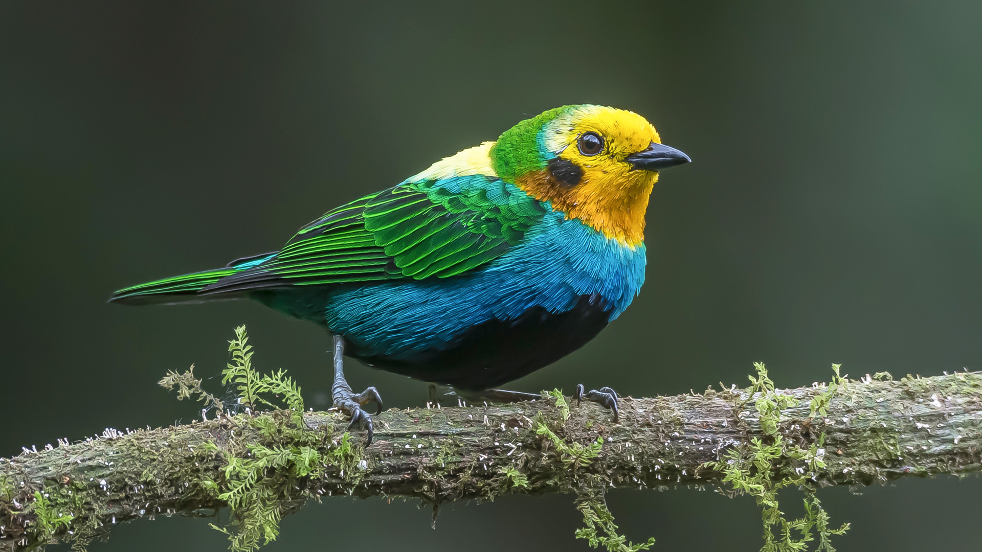 Birding and Herping